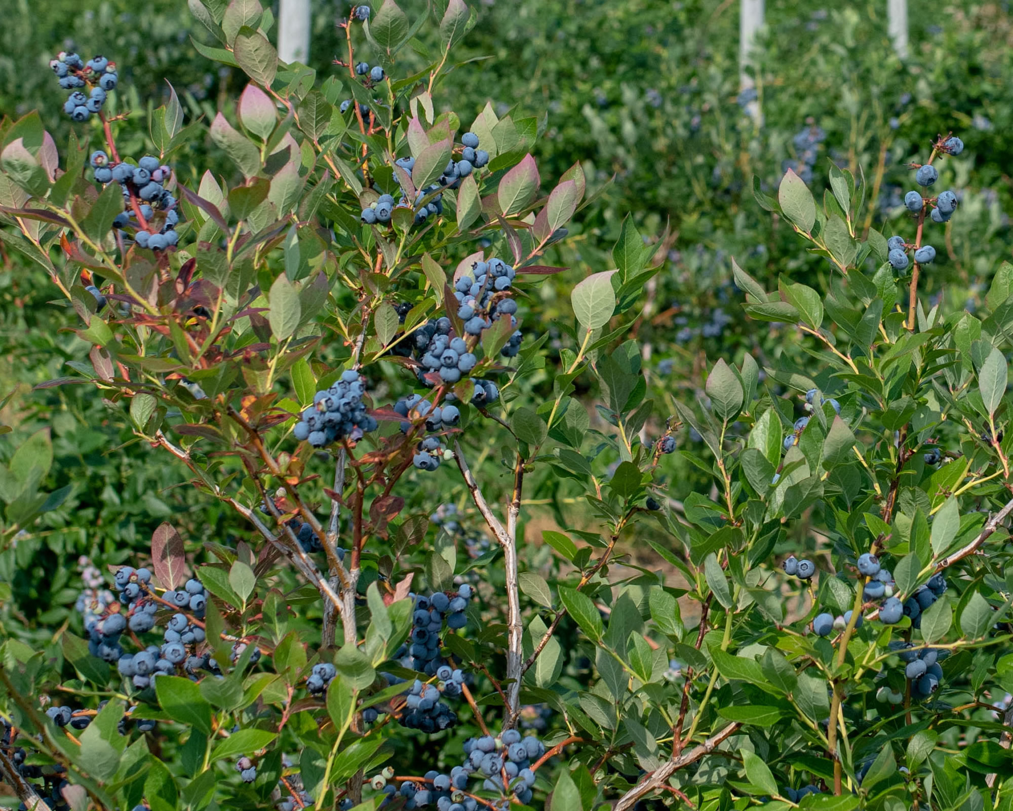 Blueberry Crops - White House Fruit Farm
