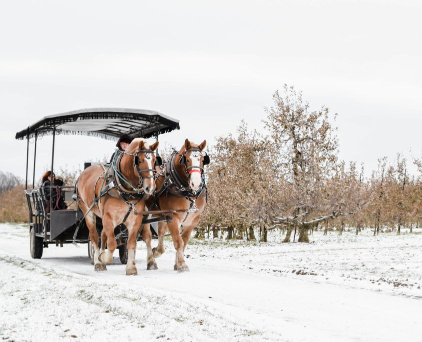 Christmas on the Farm - White House Fruit Farm