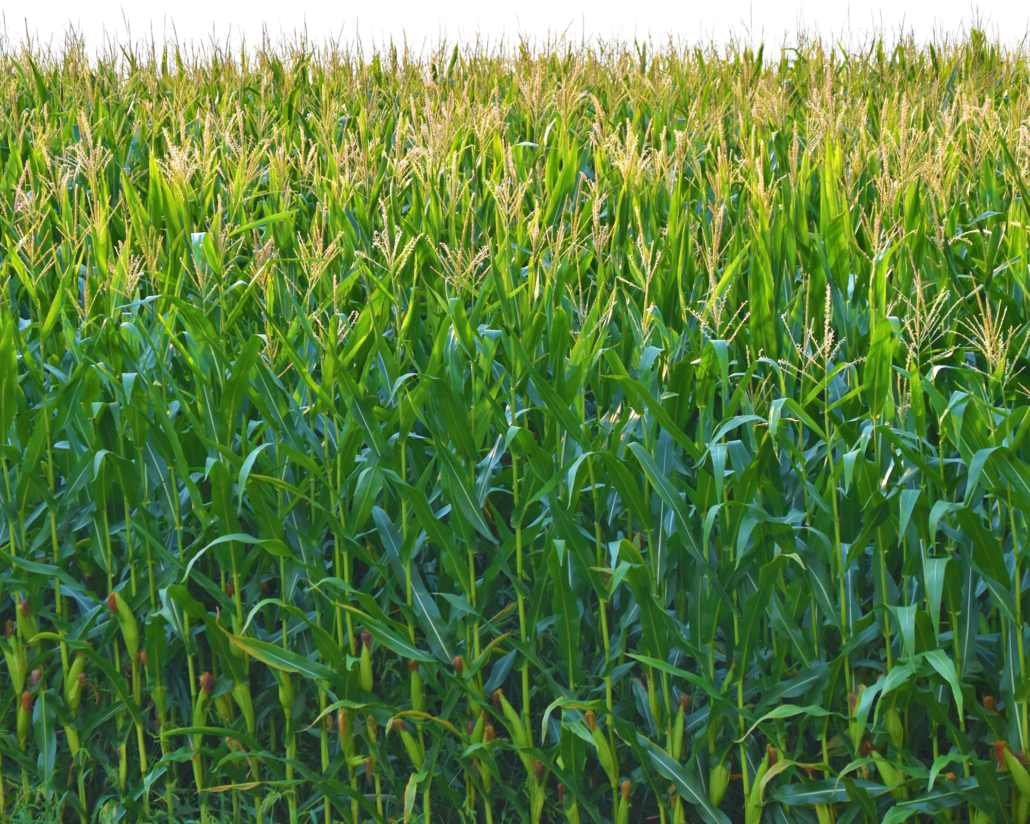 Growing Indian Corn - White House Fruit Farm