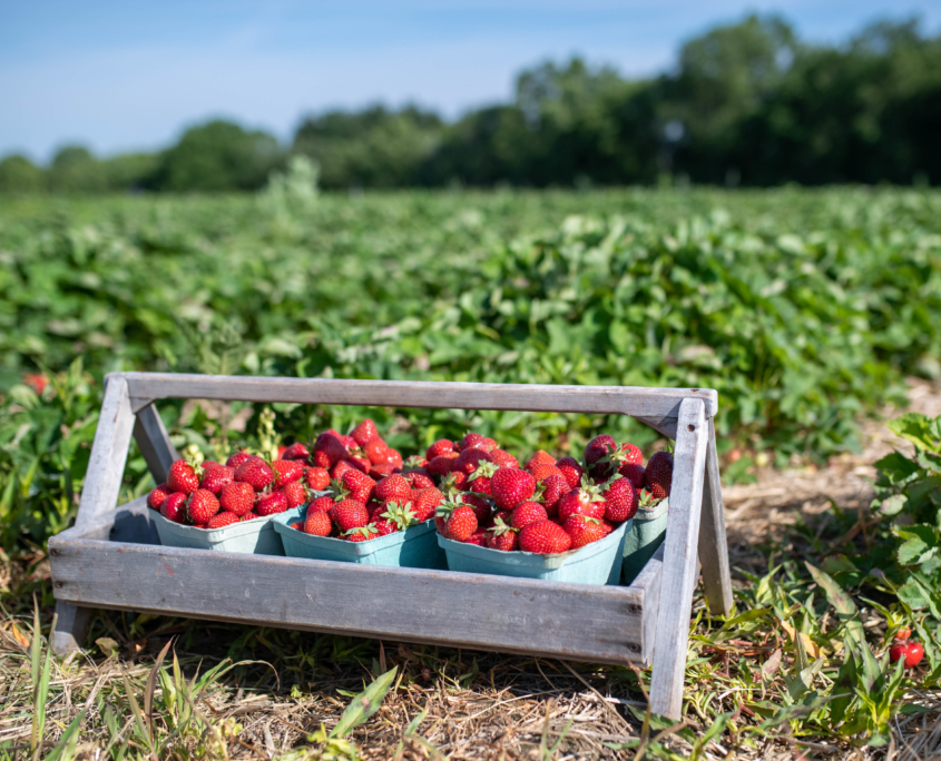 Behind The Seeds - White House Fruit Farm