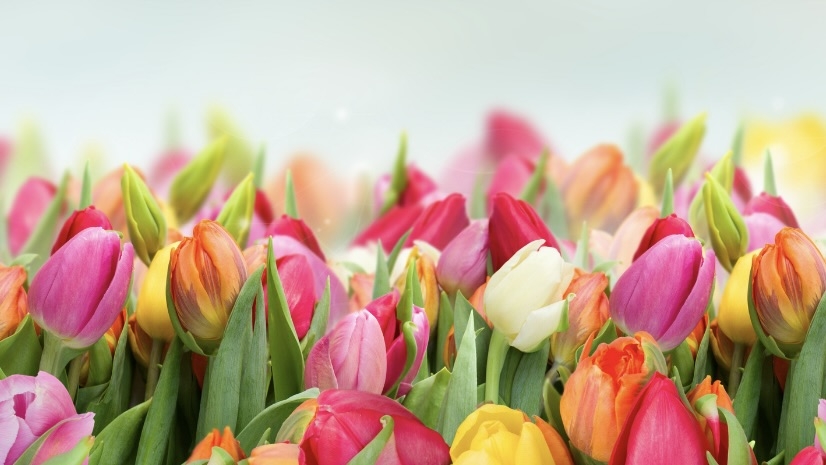 Tulip Experience - White House Fruit Farm