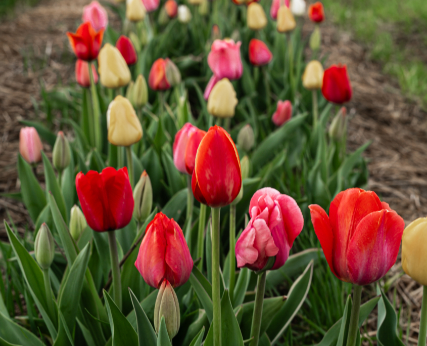 Tulip Experience - White House Fruit Farm