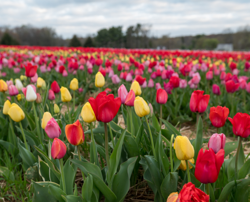 Tulip Experience - White House Fruit Farm