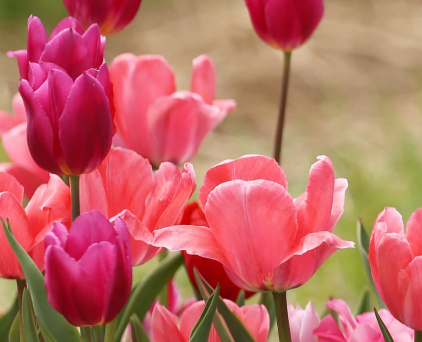 Tulip Experience - White House Fruit Farm